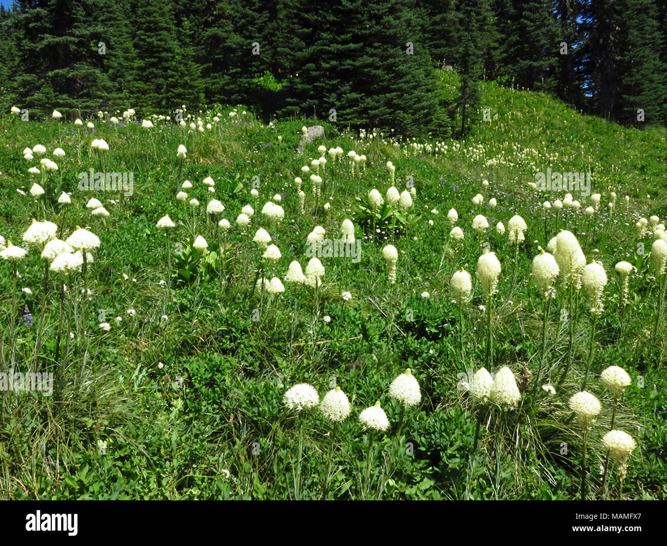 Bear Grass at Mt Rainier NP in WA Stock Photo - Alamy