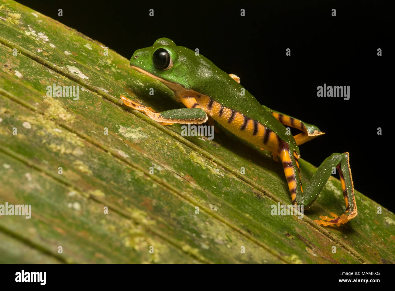 Barred monkey frog hi-res stock photography and images - Alamy