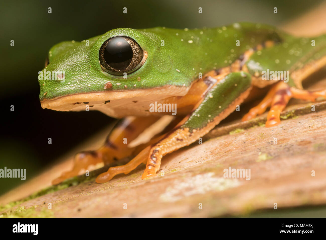 Tiger leg tree frog hi-res stock photography and images - Alamy