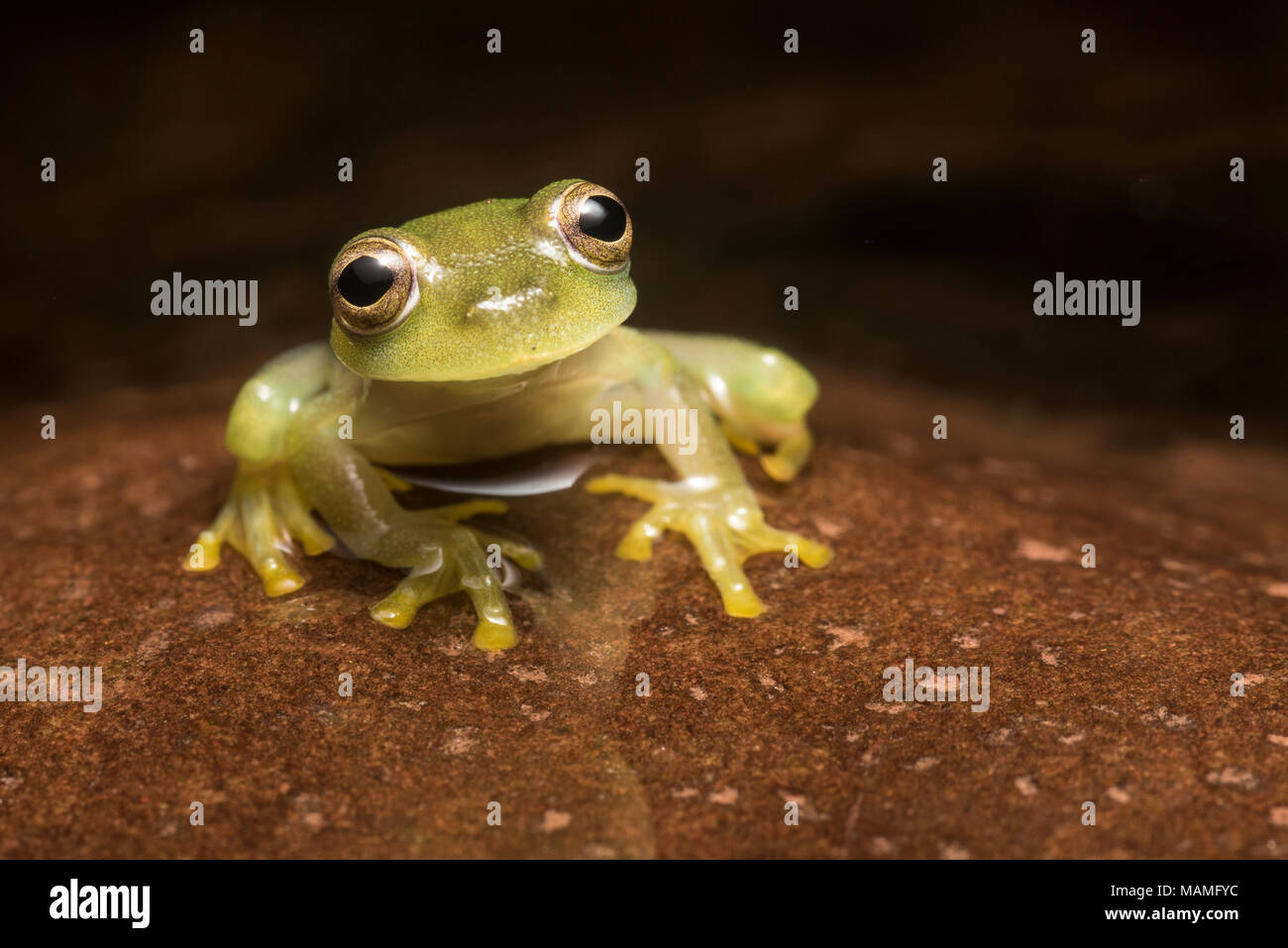 A very cute little glassfrog, Rulyrana saxiscandens, it is considered ...