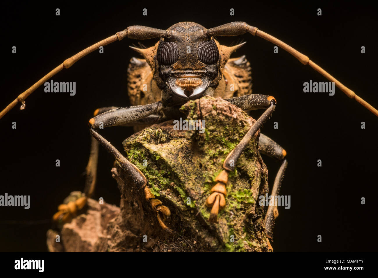 A tropical beetle portrait from the Peruvian jungle near Tarapoto, an ...
