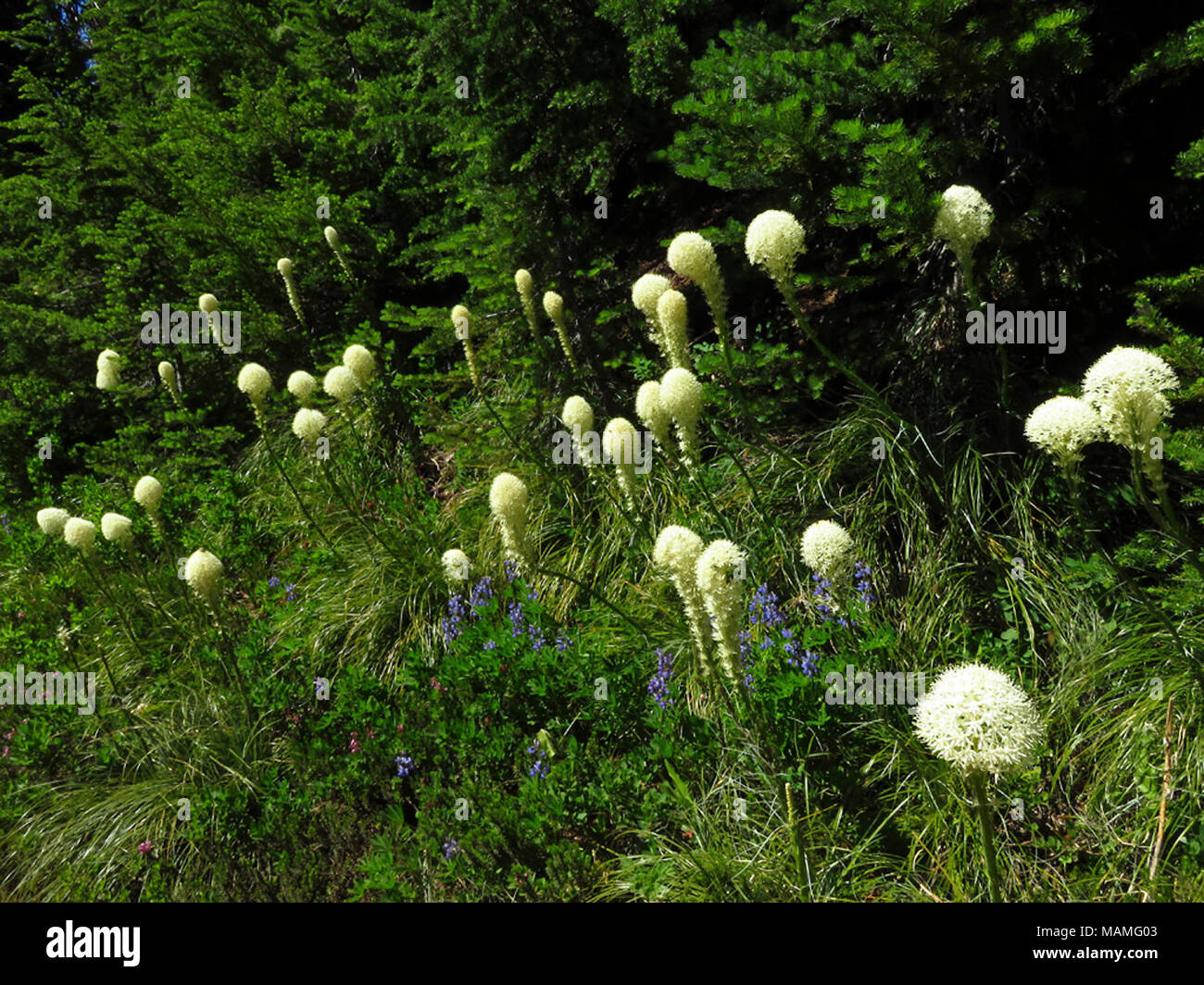Bear Grass at Mt Rainier NP in WA Stock Photo - Alamy
