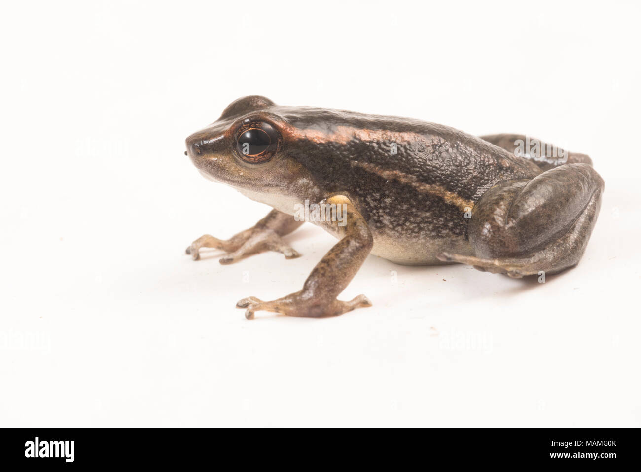 Drab rocket frog hi-res stock photography and images - Alamy