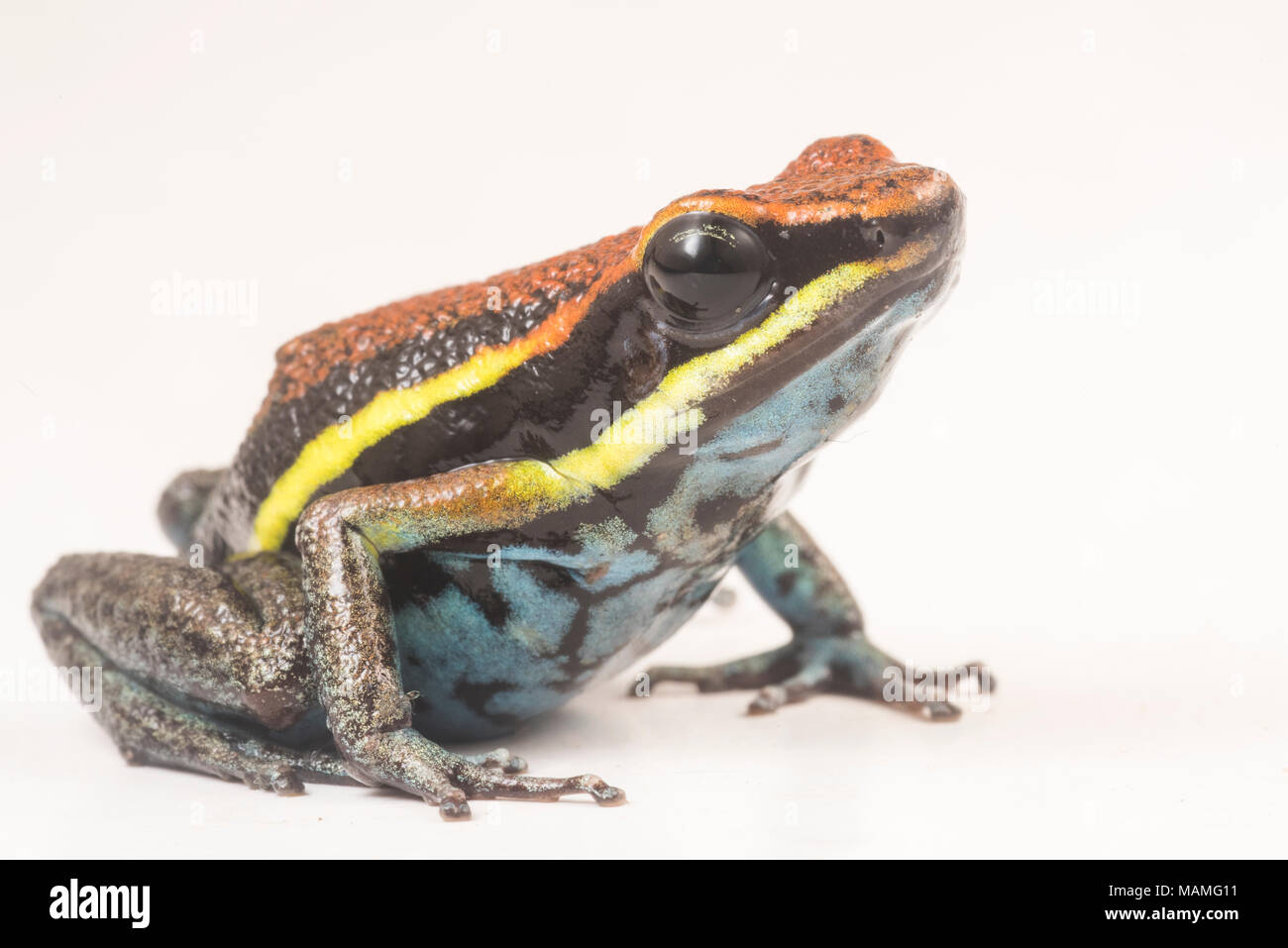 Peruvian poison frog hi-res stock photography and images - Alamy