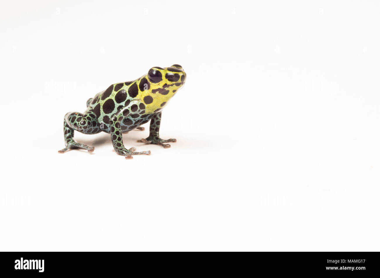 A splash back poison frog (Ranitomeya variabilis) is one of the tiny ...