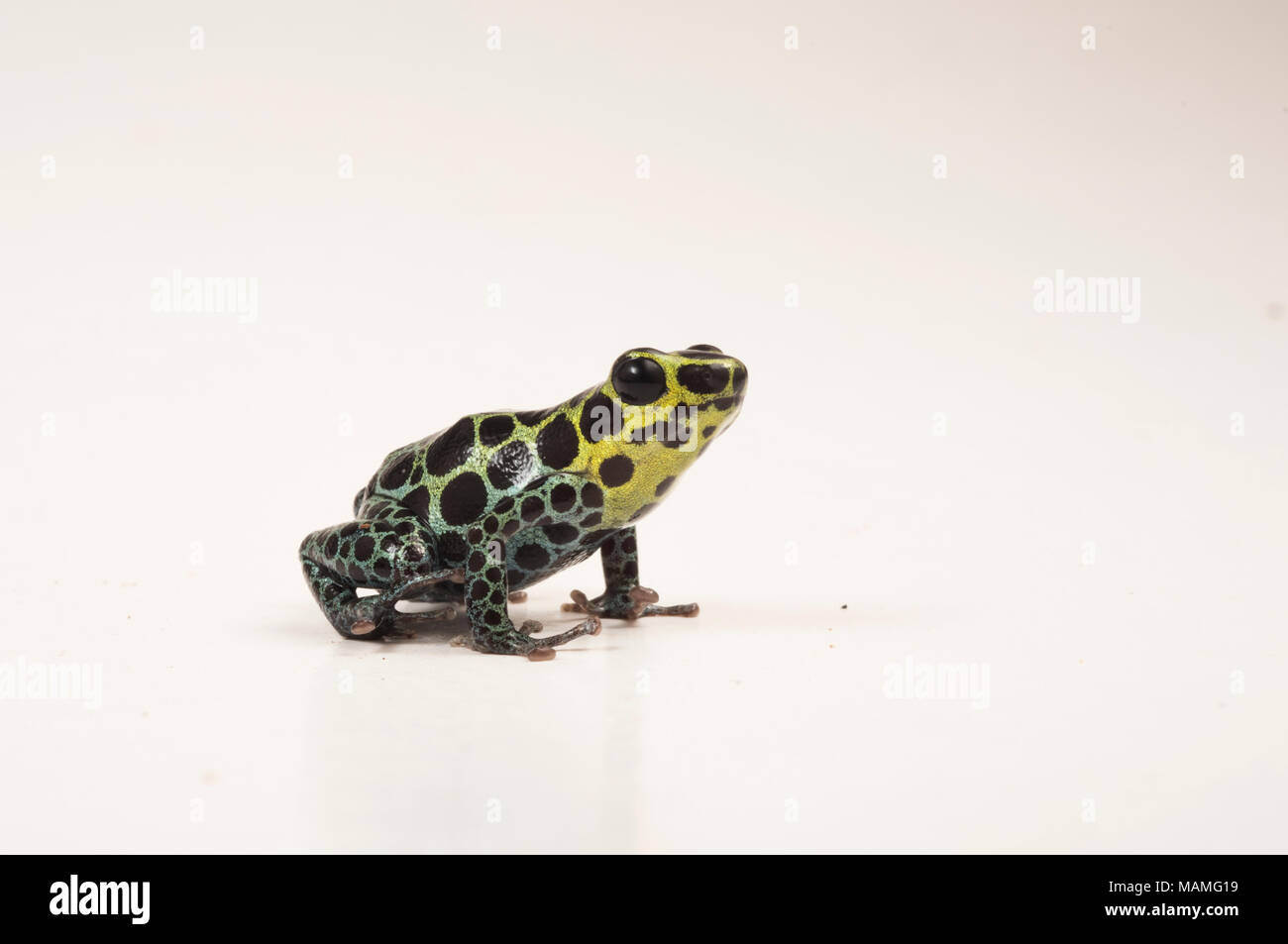 A splash back poison frog (Ranitomeya variabilis) is one of the tiny ...