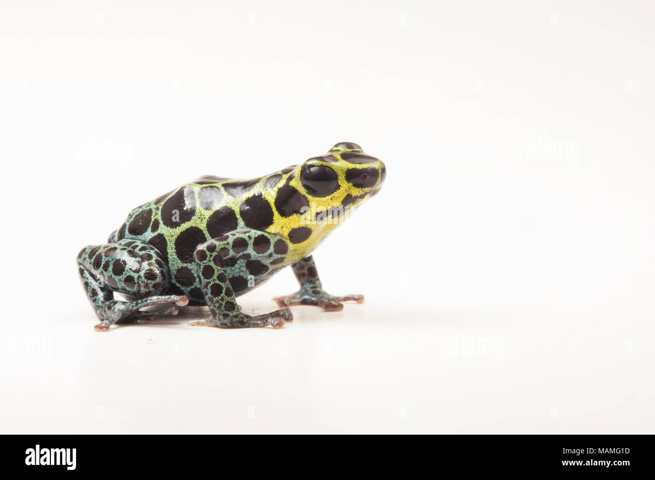 A splash back poison frog (Ranitomeya variabilis) is one of the tiny ...