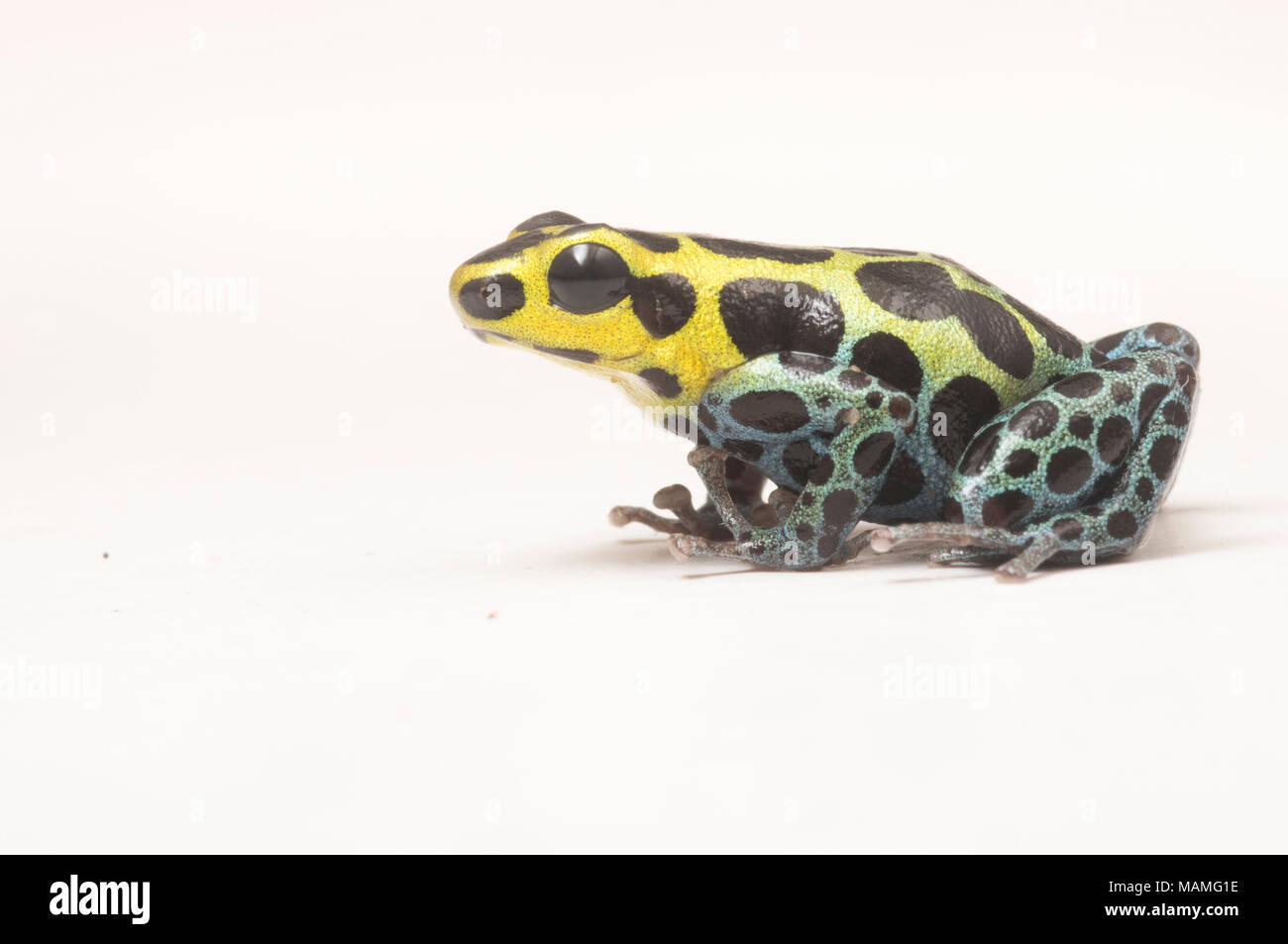 Batesian Mimicry Frog