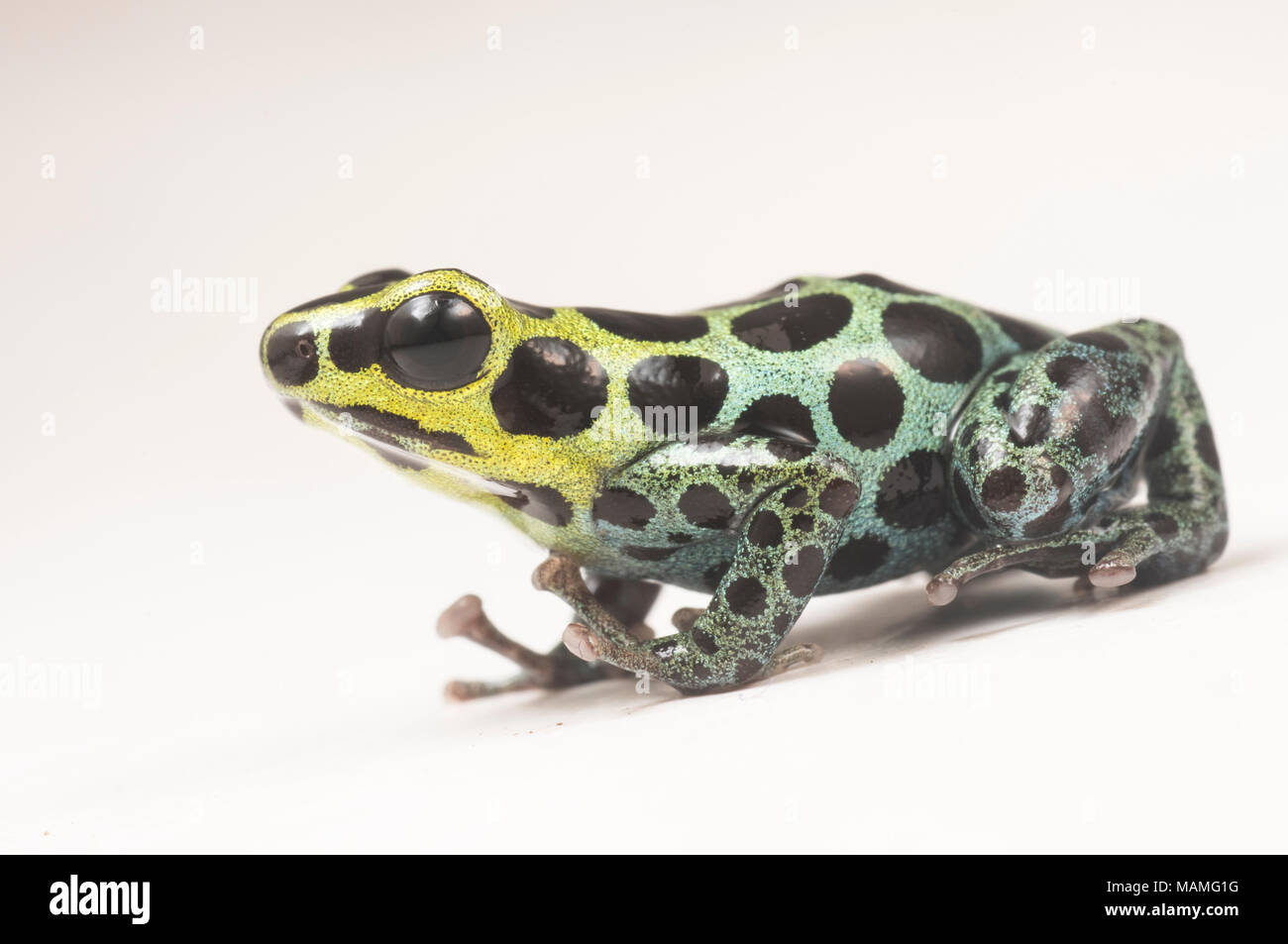 Batesian Mimicry Frog