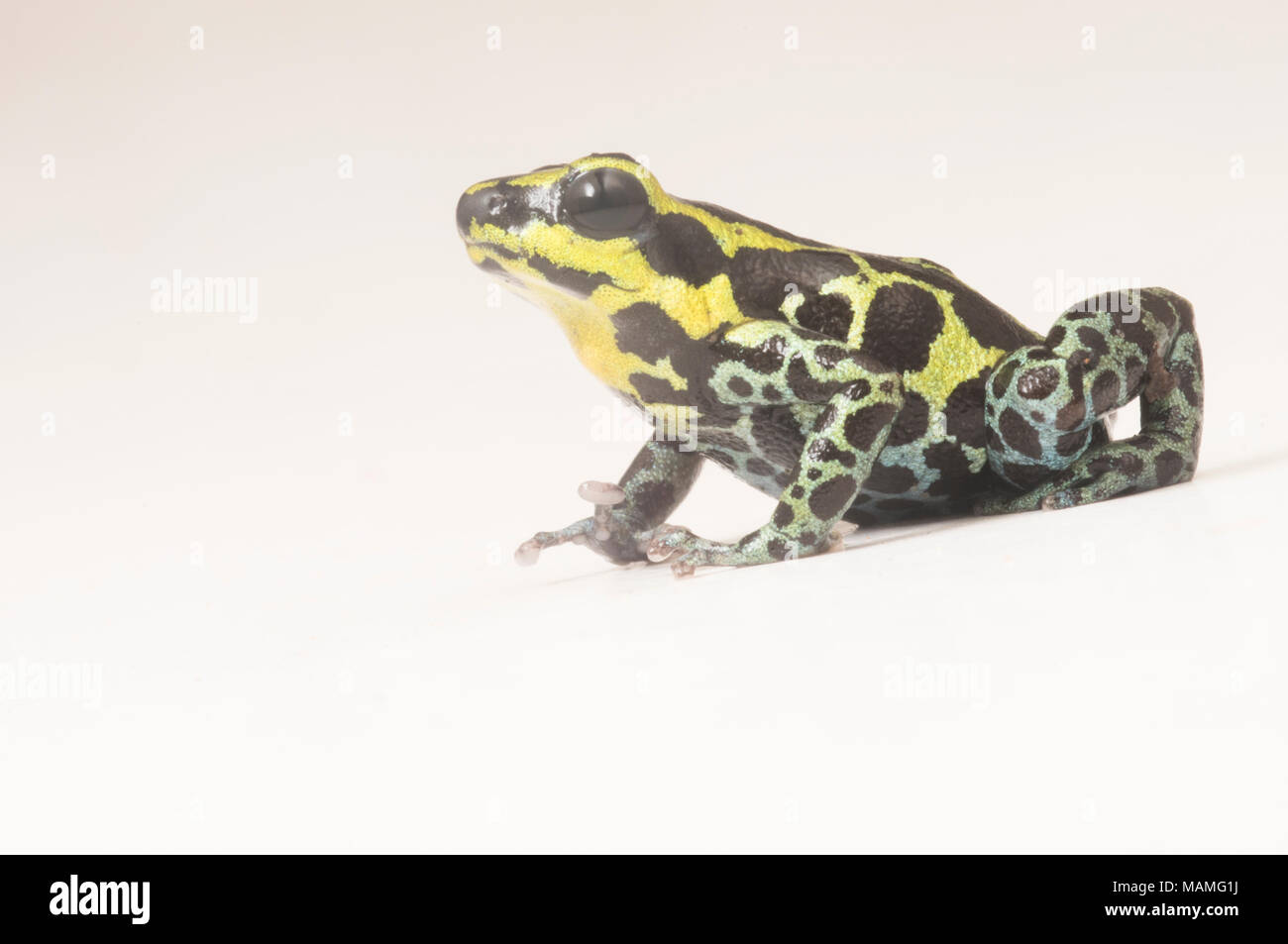 Spotted dart frog ranitomeya variabilis hi-res stock photography and ...