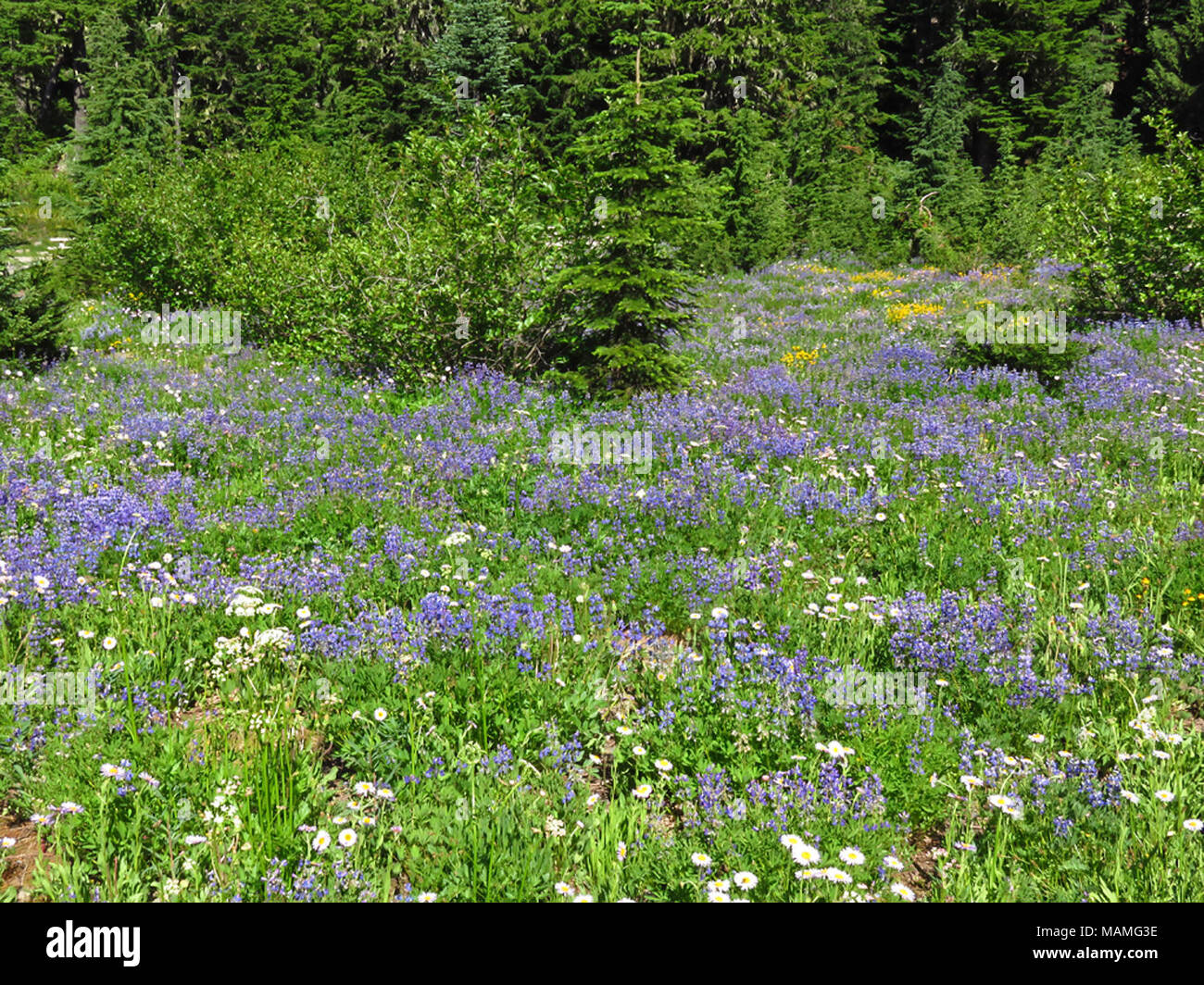 Wildflowers at Mt Rainier NP in WA Stock Photo - Alamy