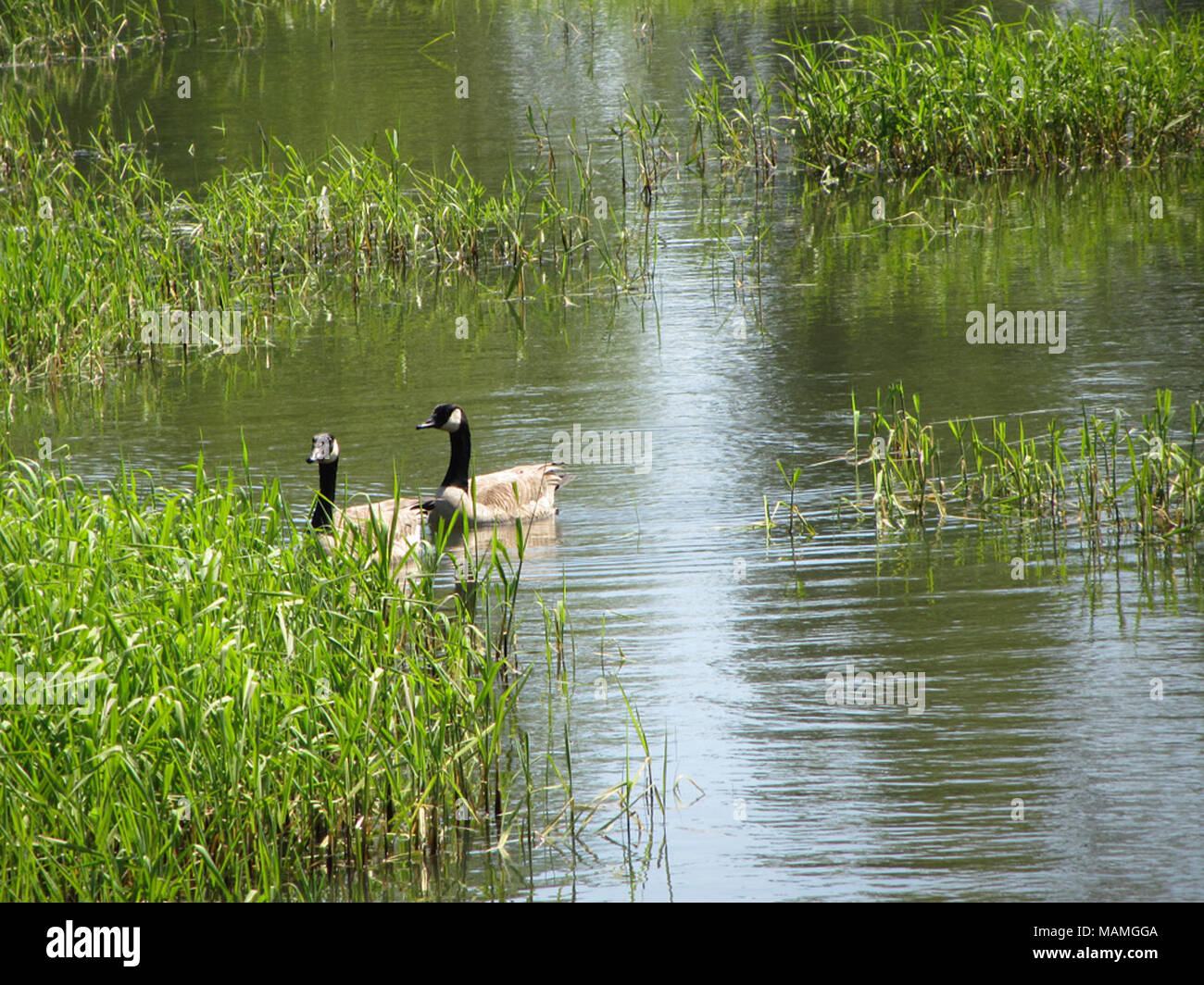 Steigerwald Lake NWR in WA Stock Photo - Alamy