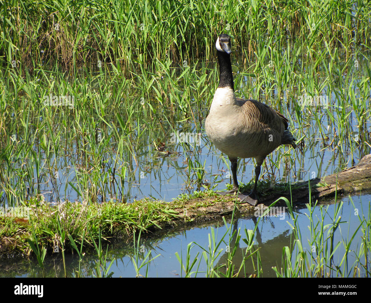 Steigerwald Lake NWR in WA Stock Photo - Alamy