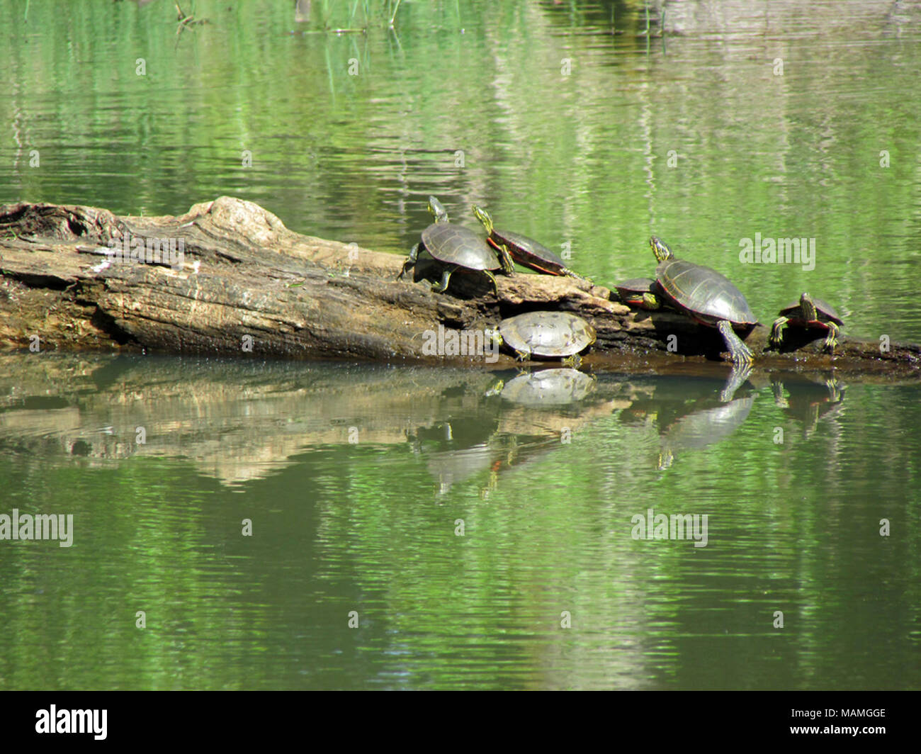 Western Turtles at Steigerwald Lake NWR in WA Stock Photo - Alamy