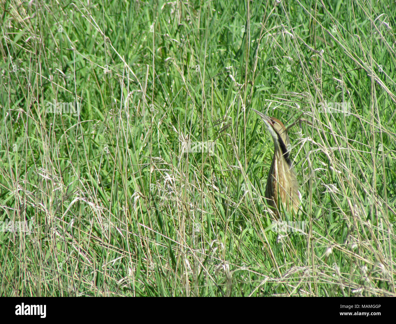 American Bittern at Steigerwald Lake NWR in WA Stock Photo - Alamy
