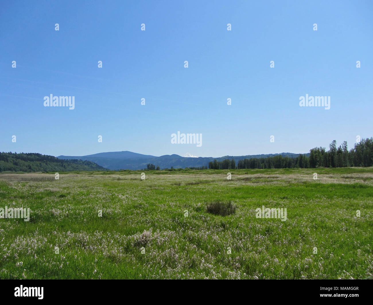 Steigerwald Lake NWR in WA Stock Photo - Alamy