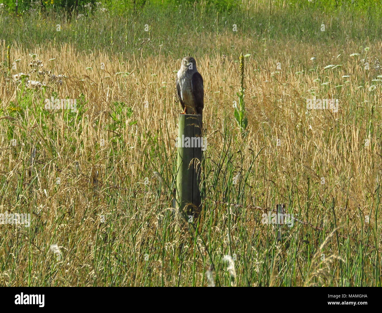 Northern Harrier at Steigerwald Lake NWR in WA Stock Photo - Alamy