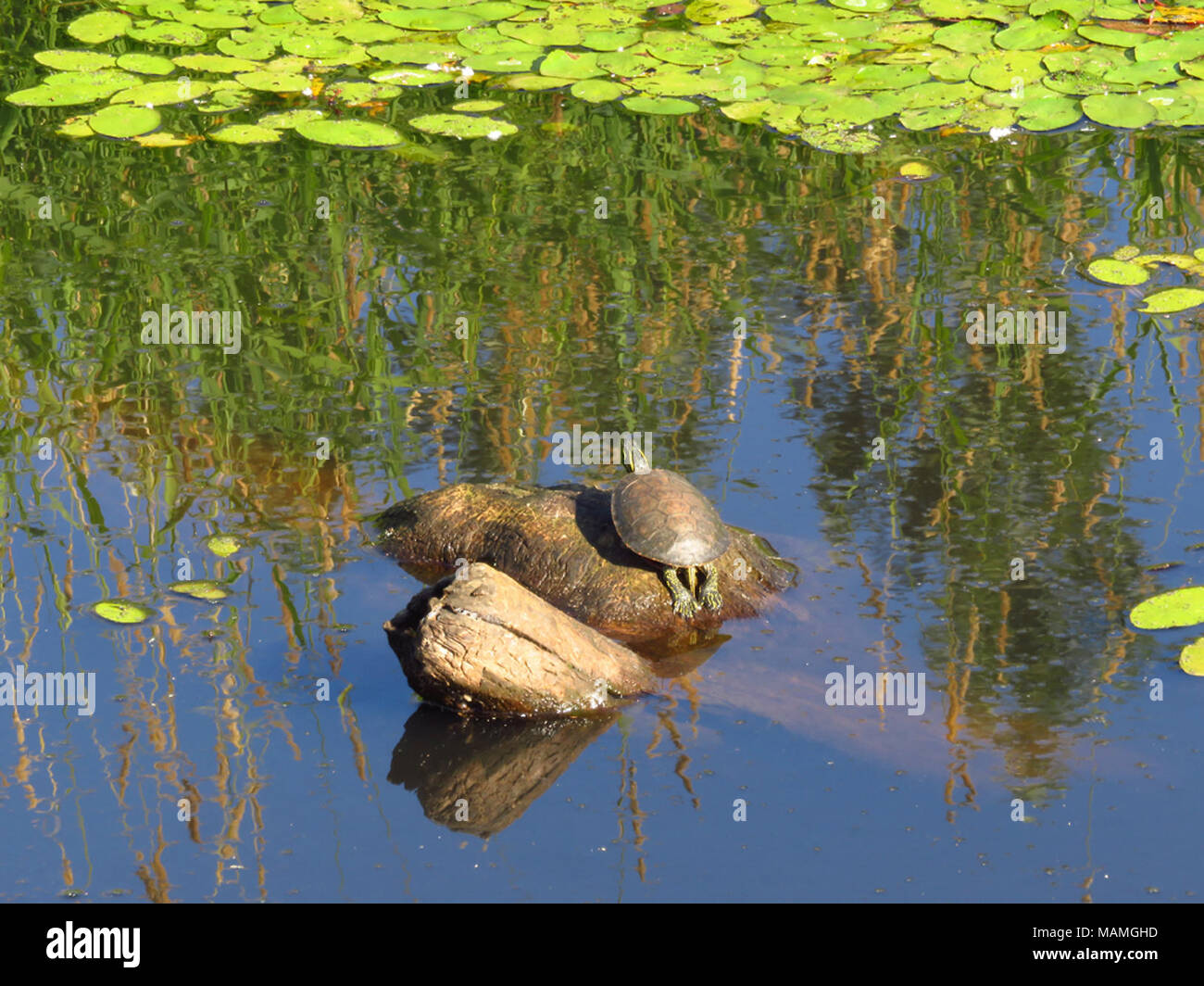 Western Turtle at Steigerwald Lake NWR in WA Stock Photo - Alamy