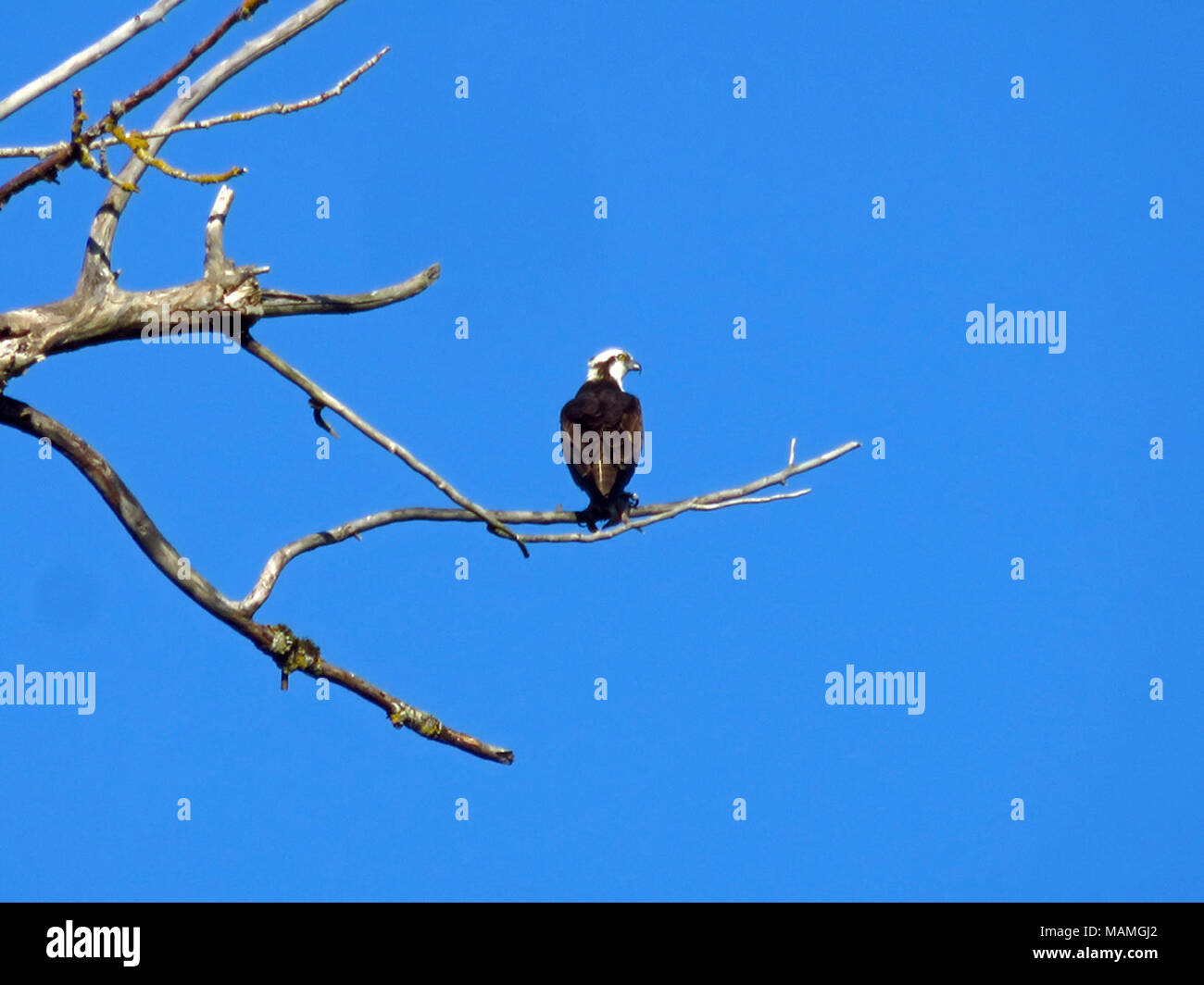 Osprey at Steigerwald Lake NWR in WA Stock Photo - Alamy