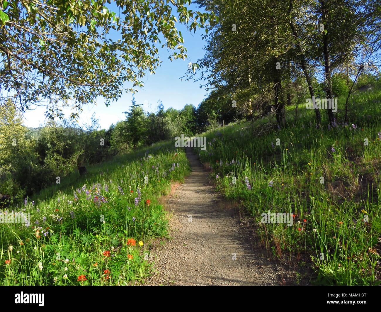 Coldwater Lake Trail at Mt St Helens NM in Washington Stock Photo - Alamy