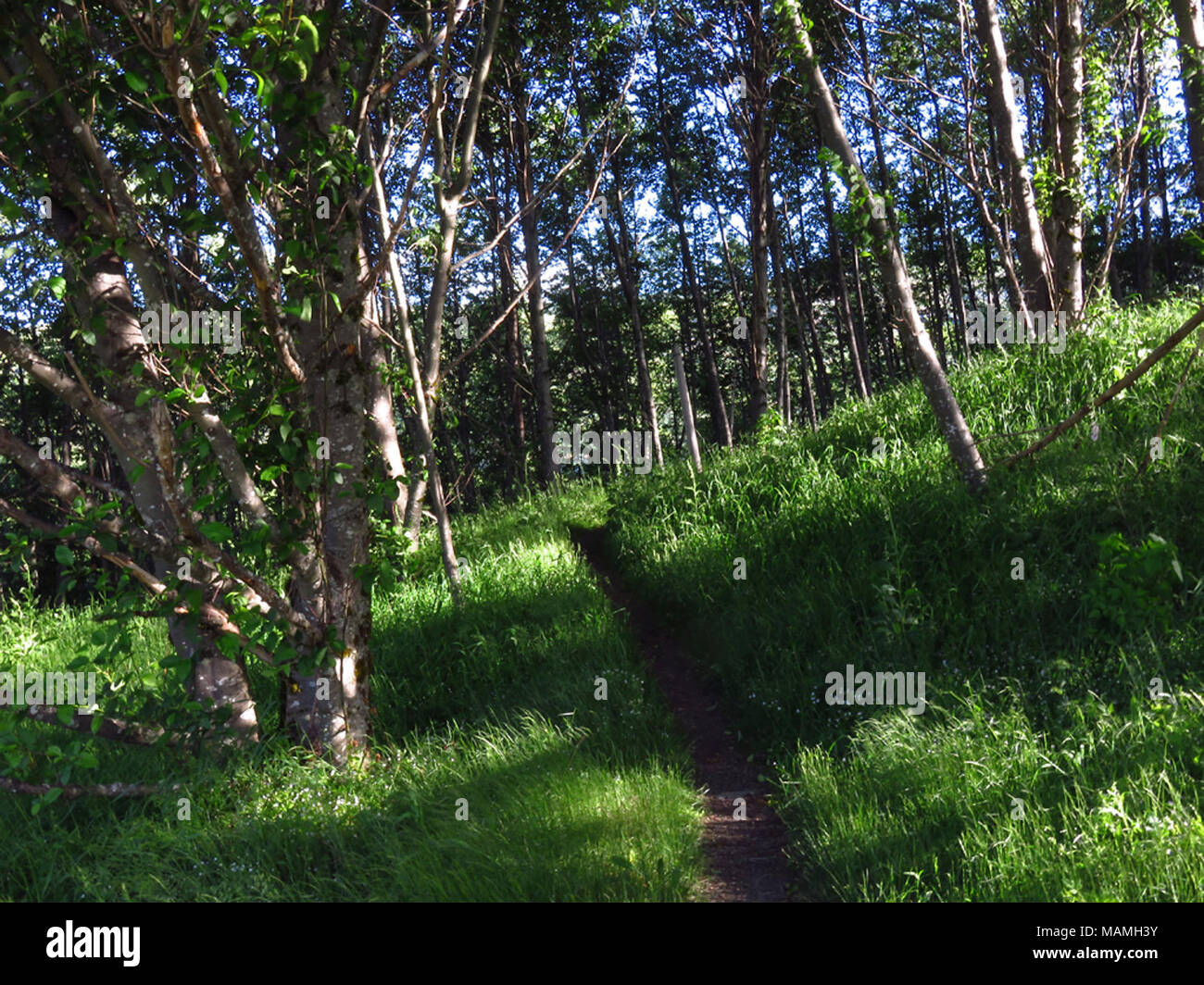 Coldwater Lake Trail at Mt St Helens NM in Washington Stock Photo - Alamy