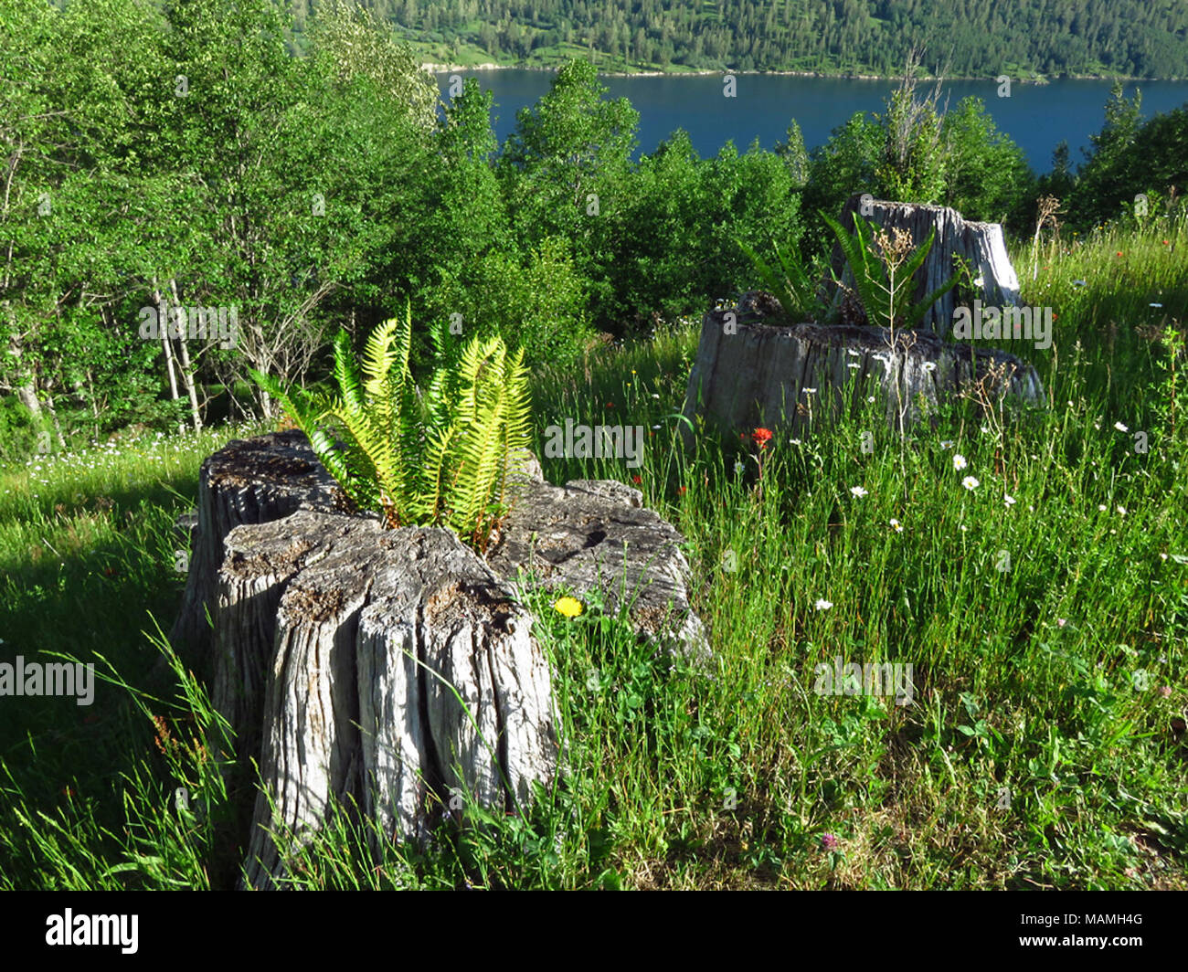 Coldwater Lake Trail at Mt St Helens NM in Washington Stock Photo - Alamy