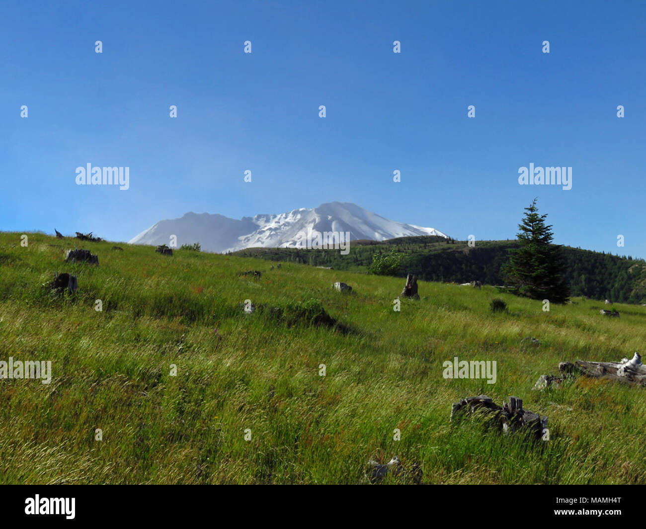 Coldwater Lake Trail at Mt St Helens NM in Washington Stock Photo - Alamy