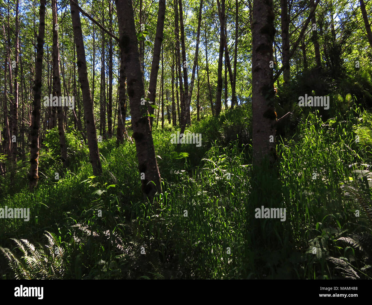 Coldwater Lake Trail at Mt St Helens NM in Washington Stock Photo - Alamy