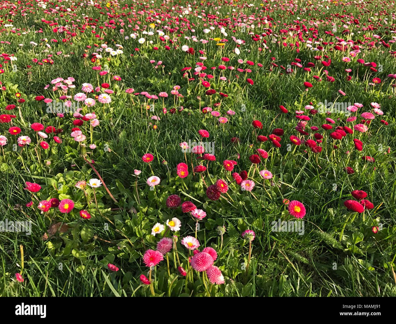 Wildflowers in Vancouver, WA Stock Photo - Alamy
