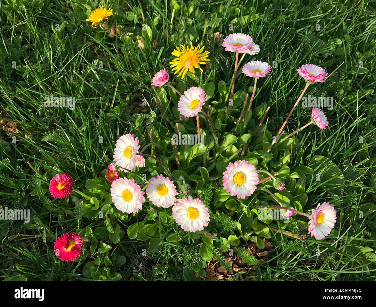 Wildflowers in Vancouver, WA Stock Photo - Alamy