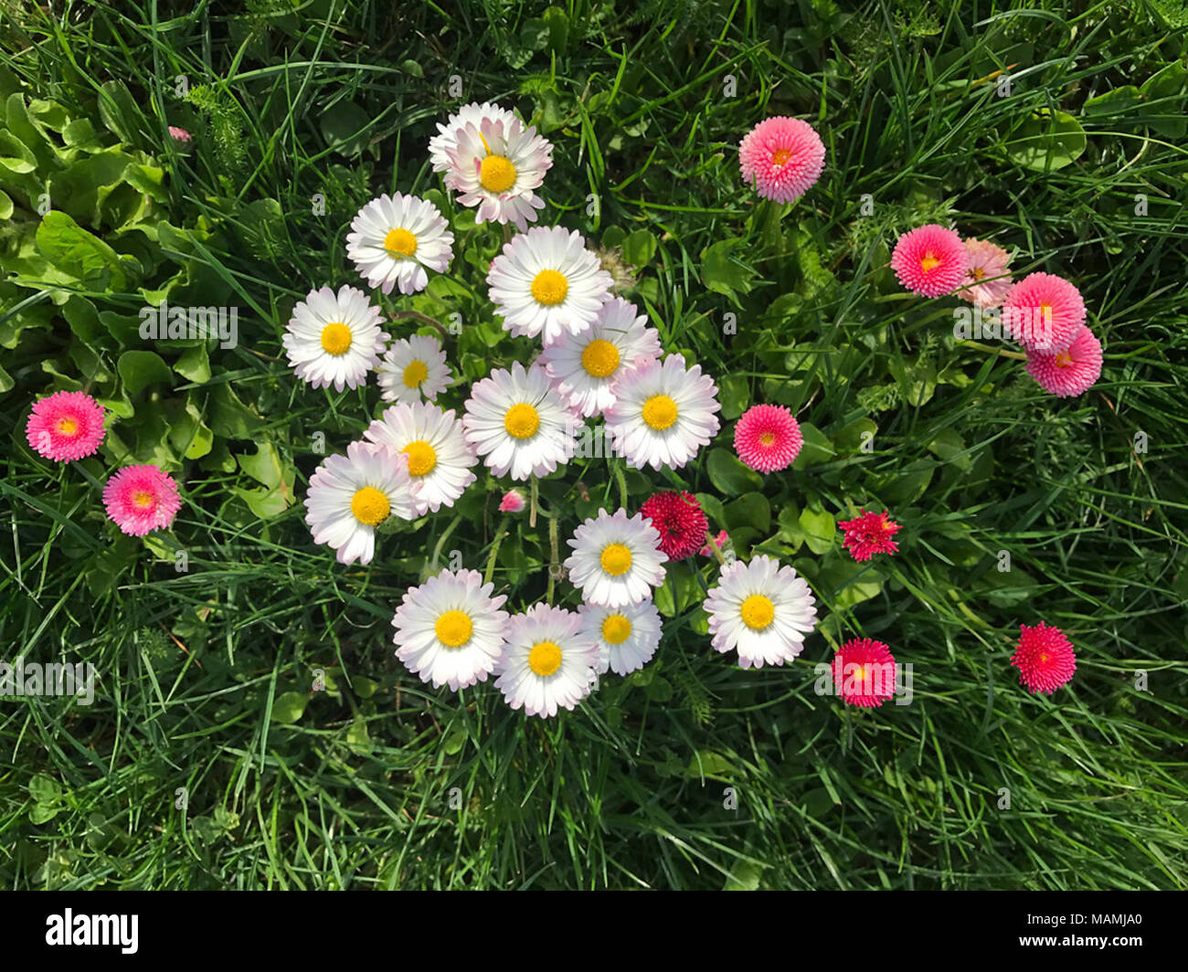 Wildflowers in Vancouver, WA Stock Photo - Alamy