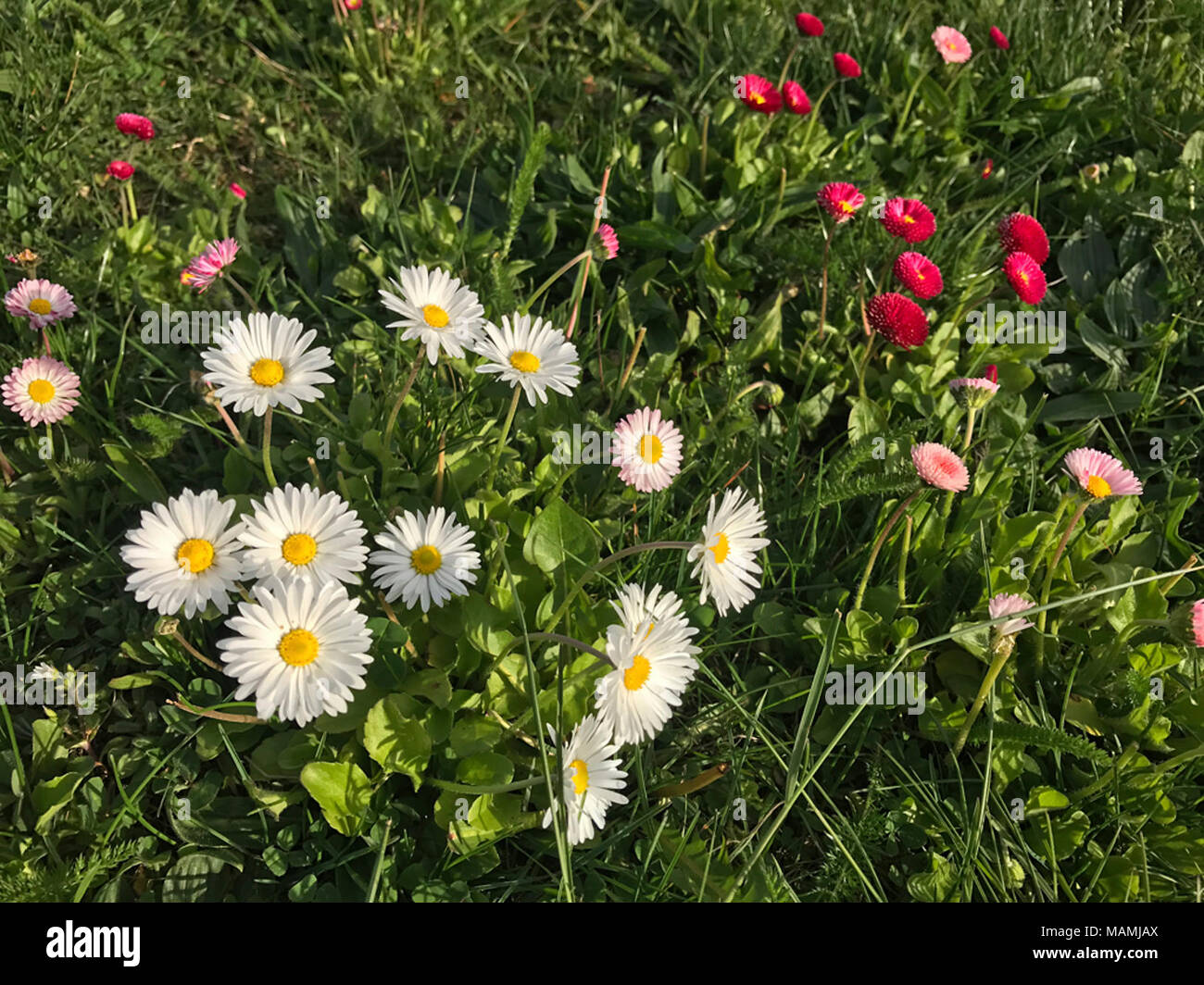 Wildflowers in Vancouver, WA Stock Photo - Alamy