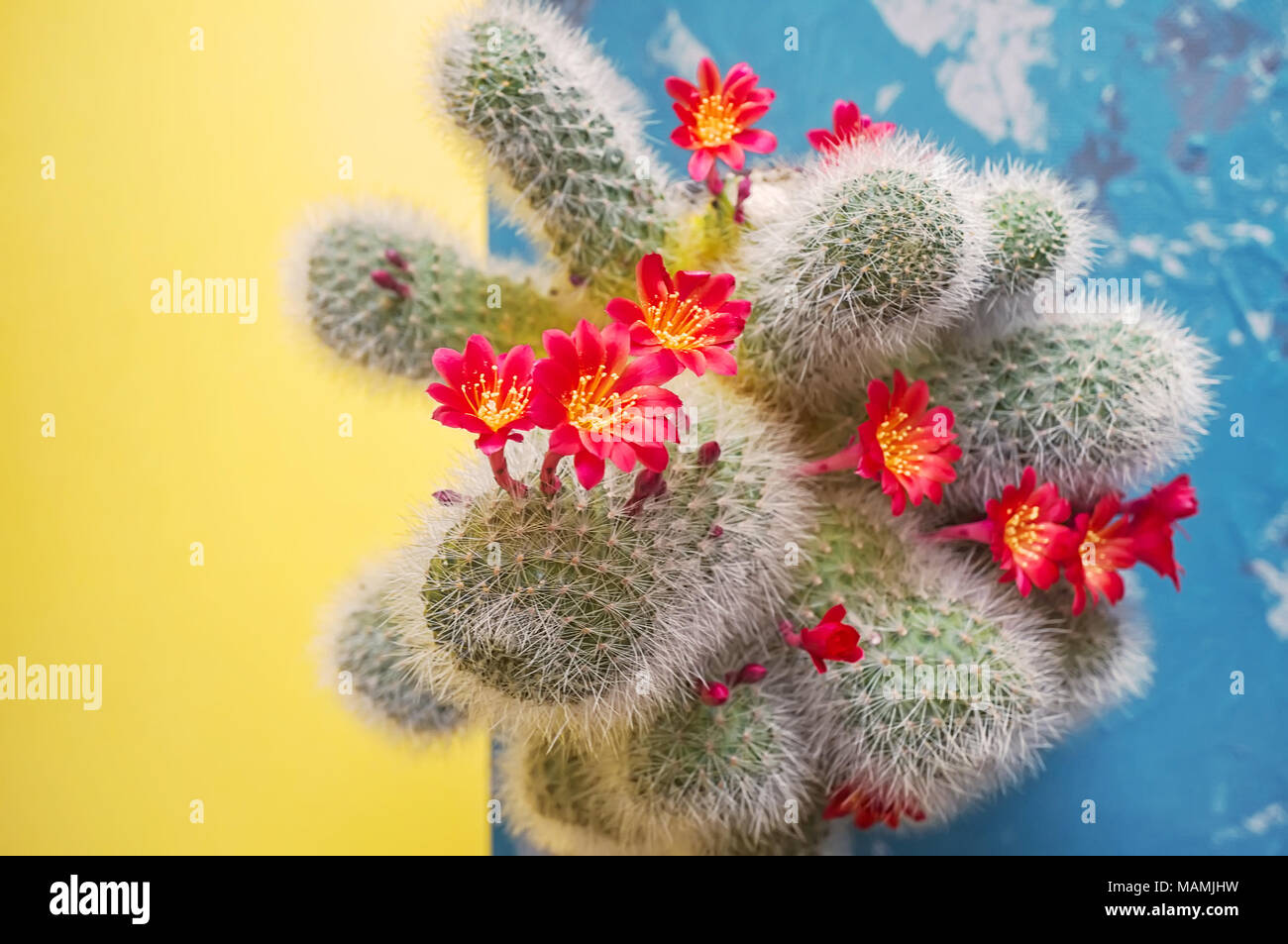 Ball cactus with lots of red cactus flowers on dichotomous yellow-blue ...
