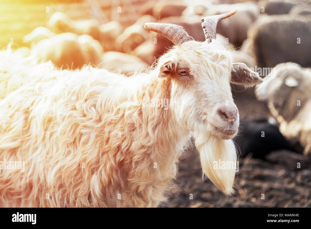 Big billy goat hi-res stock photography and images - Alamy