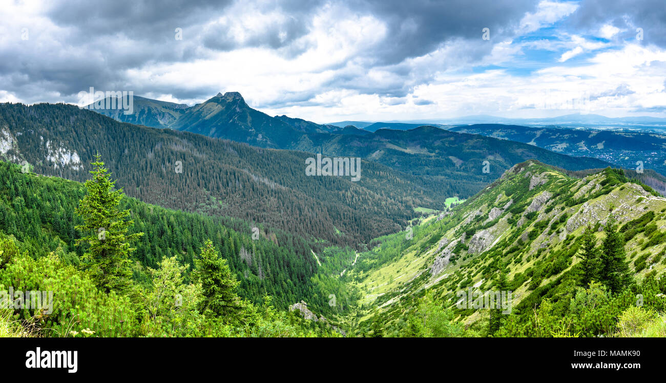 Panoramic forest hi-res stock photography and images - Alamy