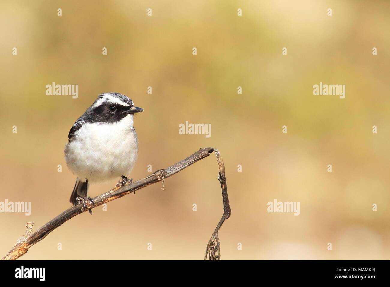 Alone - Grey Bushchat Male Stock Photo - Alamy