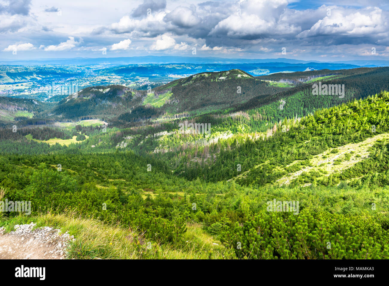 Aerial view hills fir trees hi-res stock photography and images - Alamy