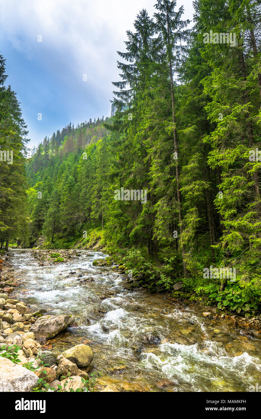 Mountain stream environment hi-res stock photography and images - Alamy