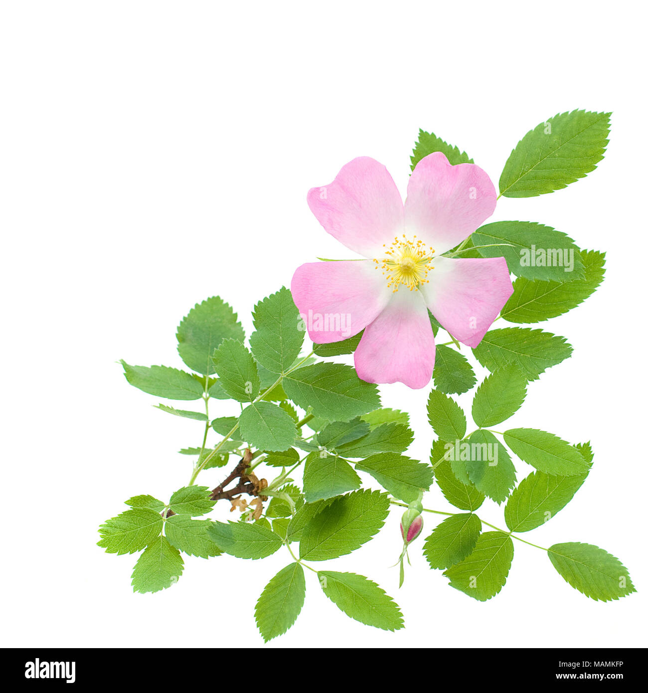 Beautiful Wild Rose and Green Leaves Isolated Stock Photo - Alamy