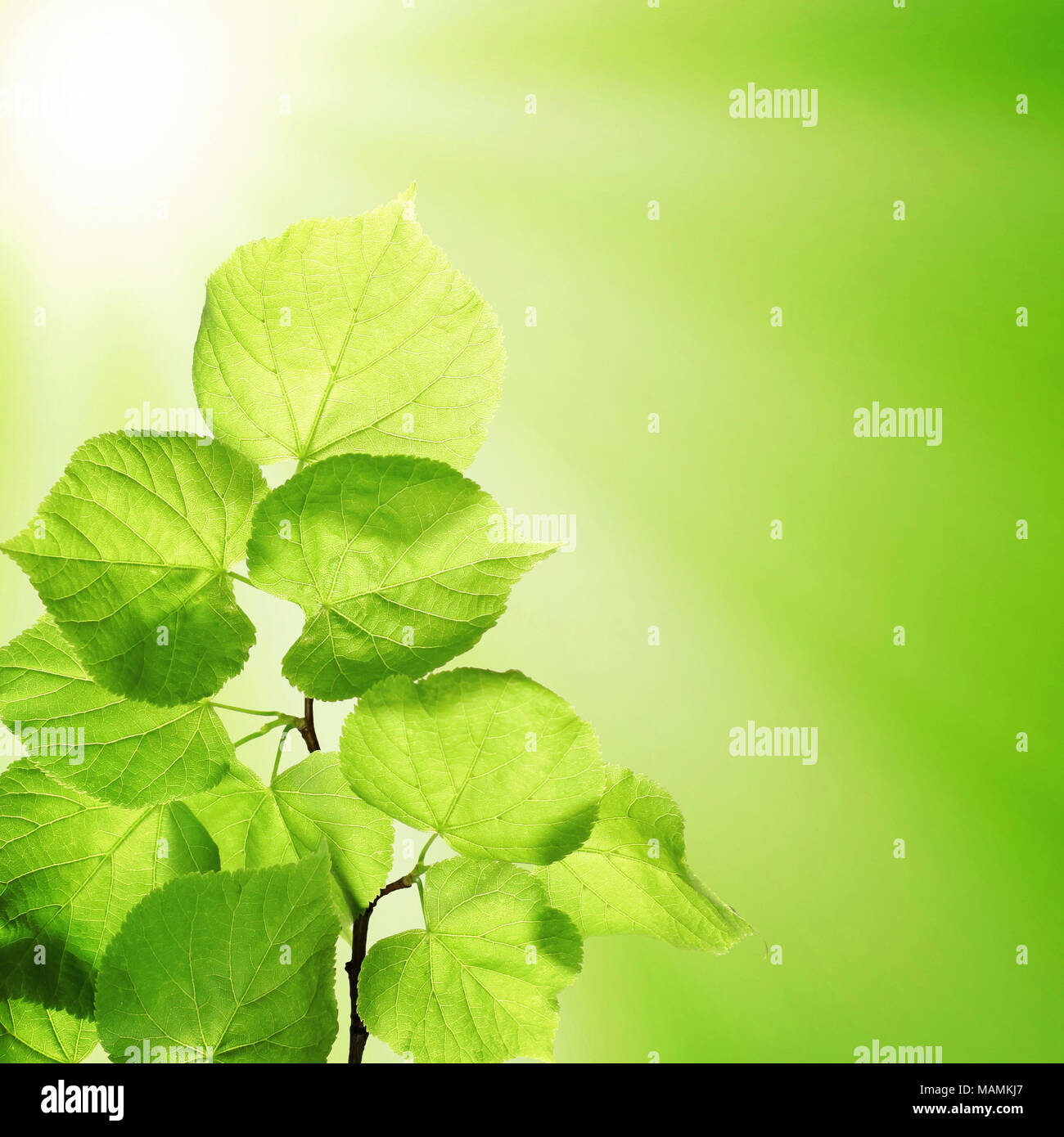 Spring Green Background with Green Leaves and Sunlight. Spring and ...