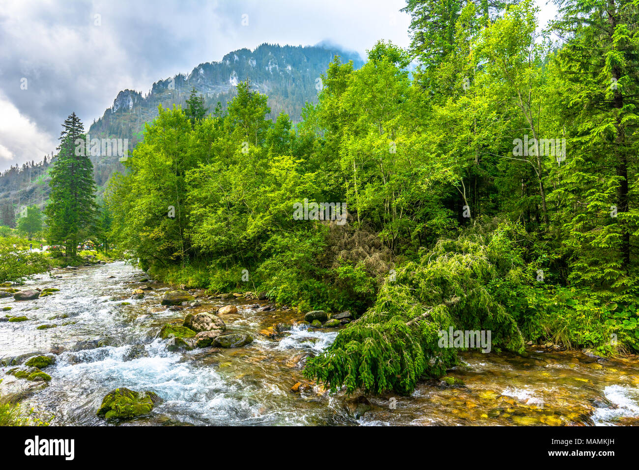 Landscape photography of tree and rapids hi-res stock photography and ...