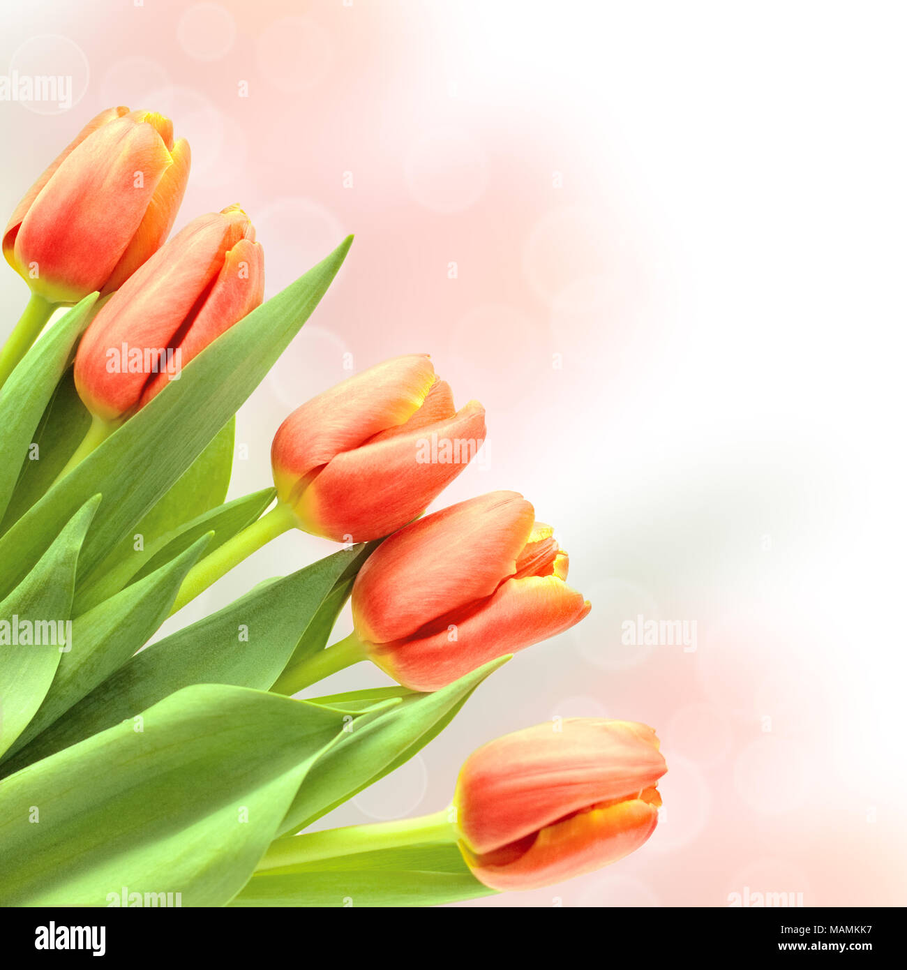 Spring background with tulip flowers Stock Photo - Alamy