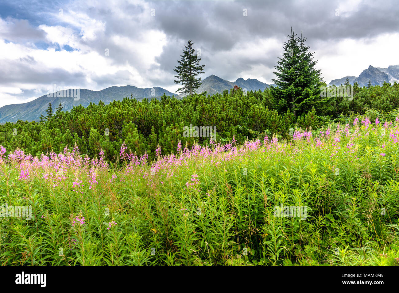 High mountains, landscape with summer mountain flowers on field, Hala ...