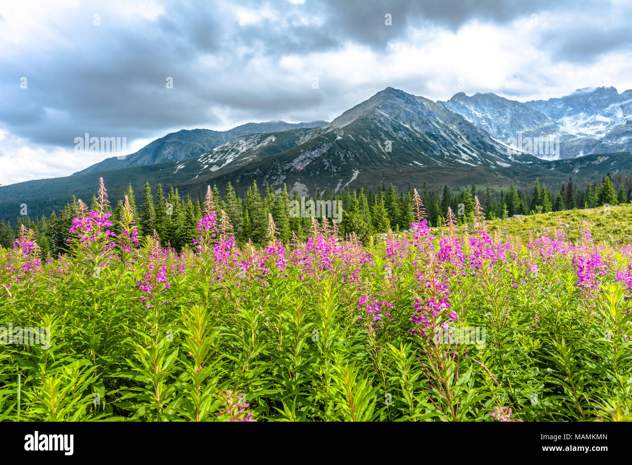 Poland national flower hi-res stock photography and images - Alamy