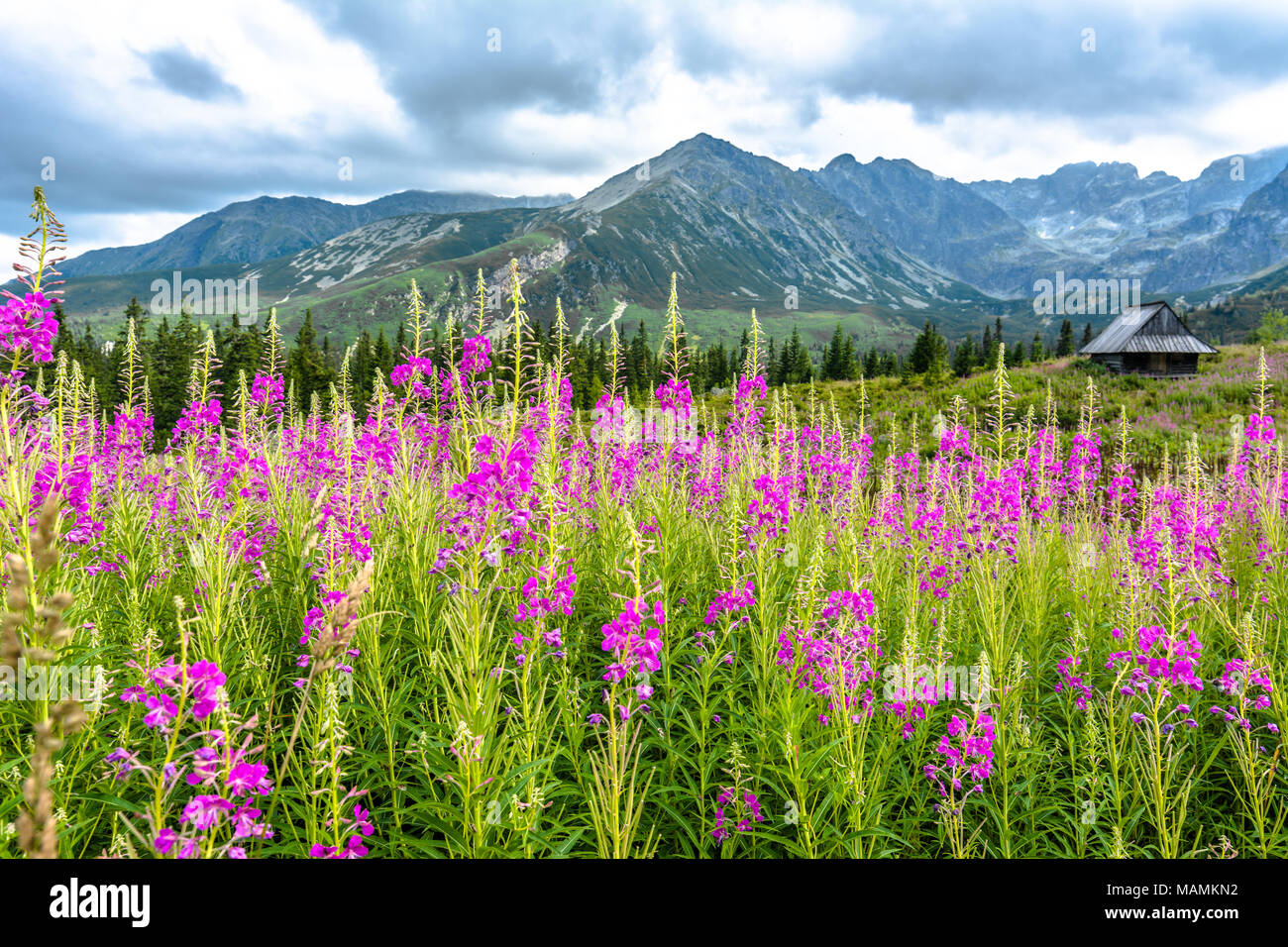 House in mountains, landscape with summer mountain flowers on meadow ...