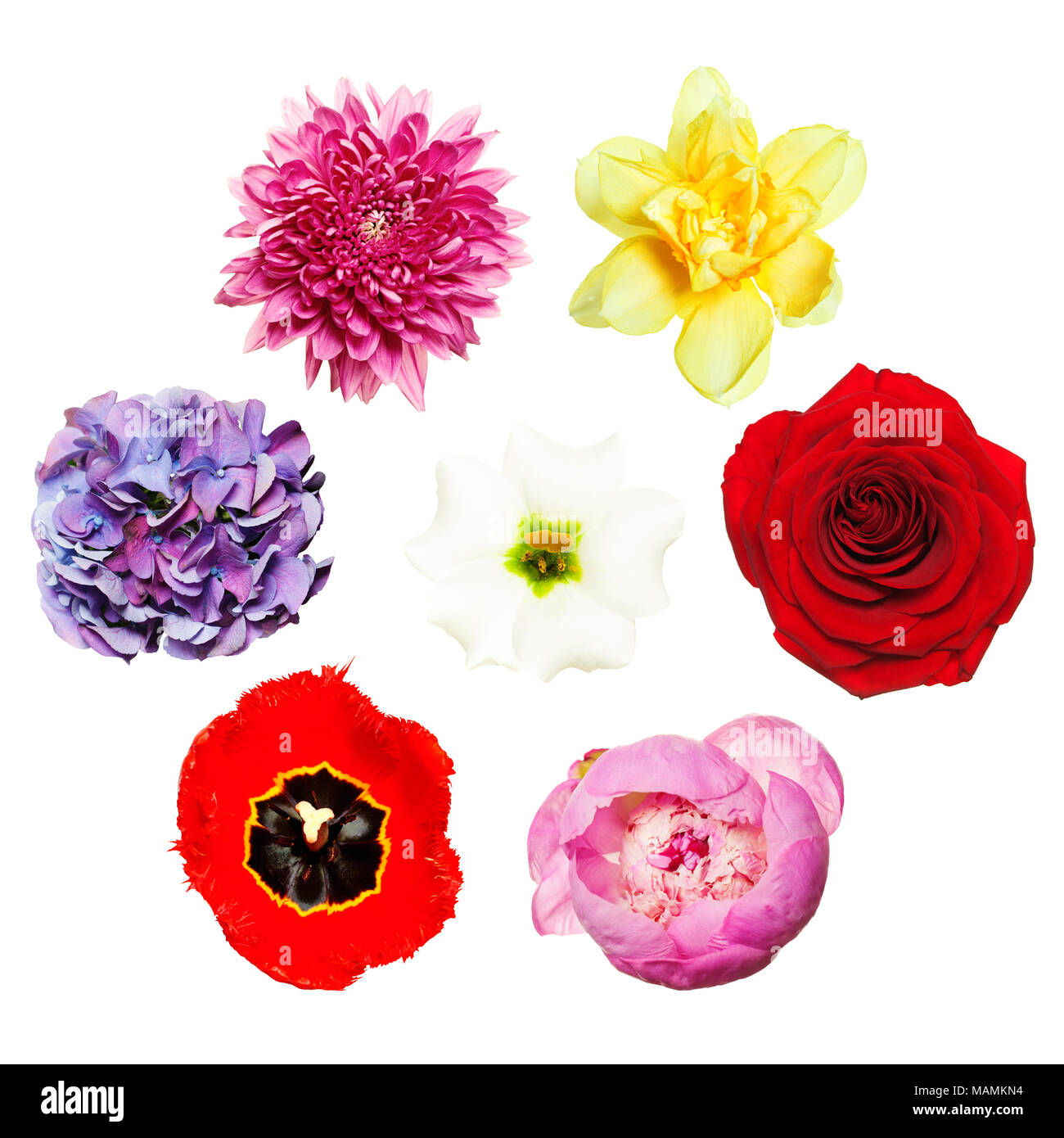 Flowers. Bright Colorful Set of Flowers. Top View Stock Photo - Alamy
