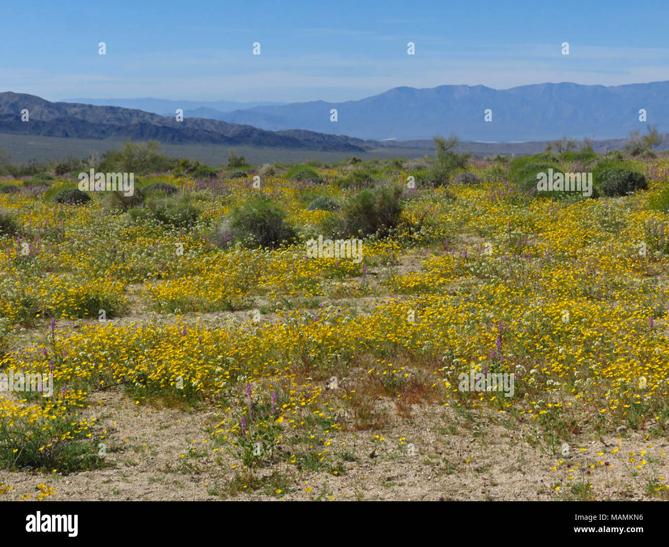 Cottonwood Spring with Wildflowers at Joshua Tree NP in CA Stock Photo ...