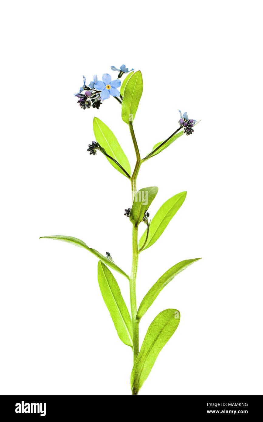 Forget-me-not Flowers Isolated on White Background Stock Photo - Alamy