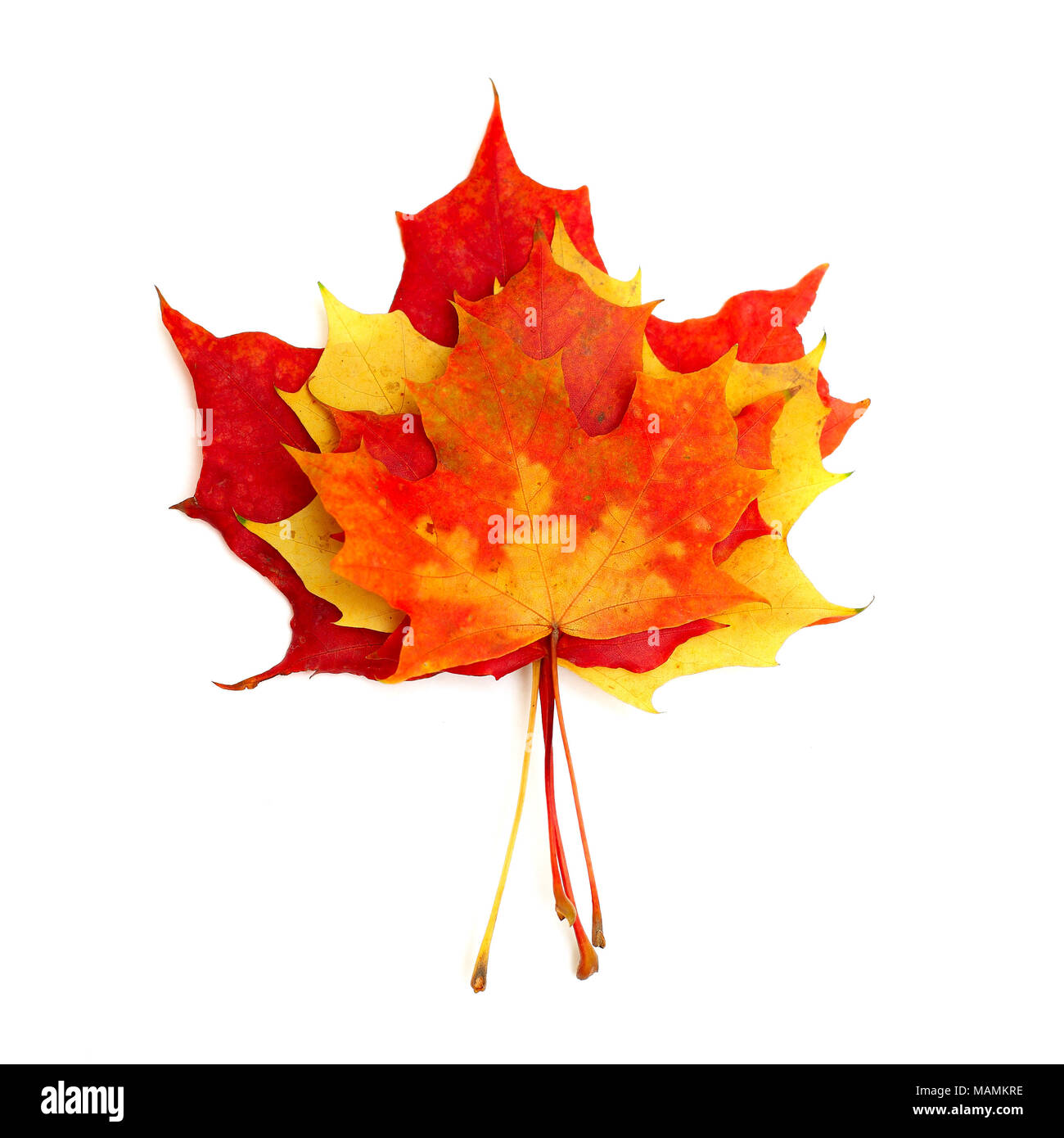 Beautiful autumn leaves on white background Stock Photo - Alamy
