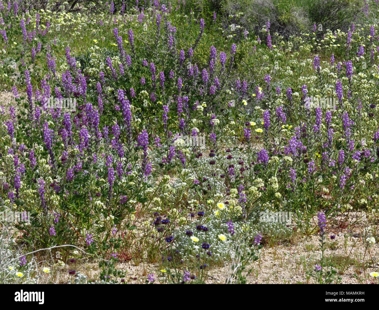 Cottonwood Spring with Wildflowers at Joshua Tree NP in CA Stock Photo ...
